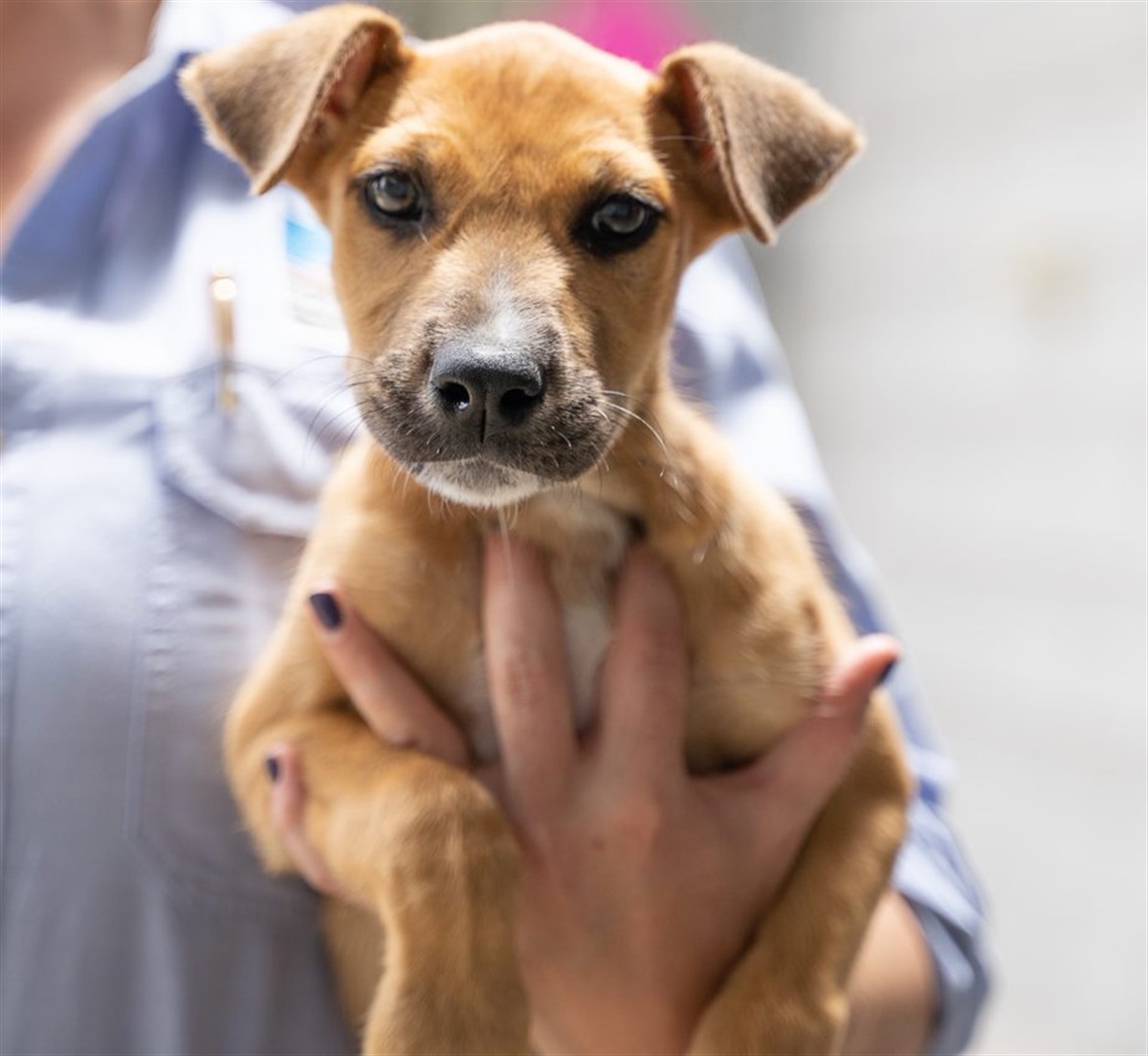 Responsible Pet Ownership Western Downs Regional Council