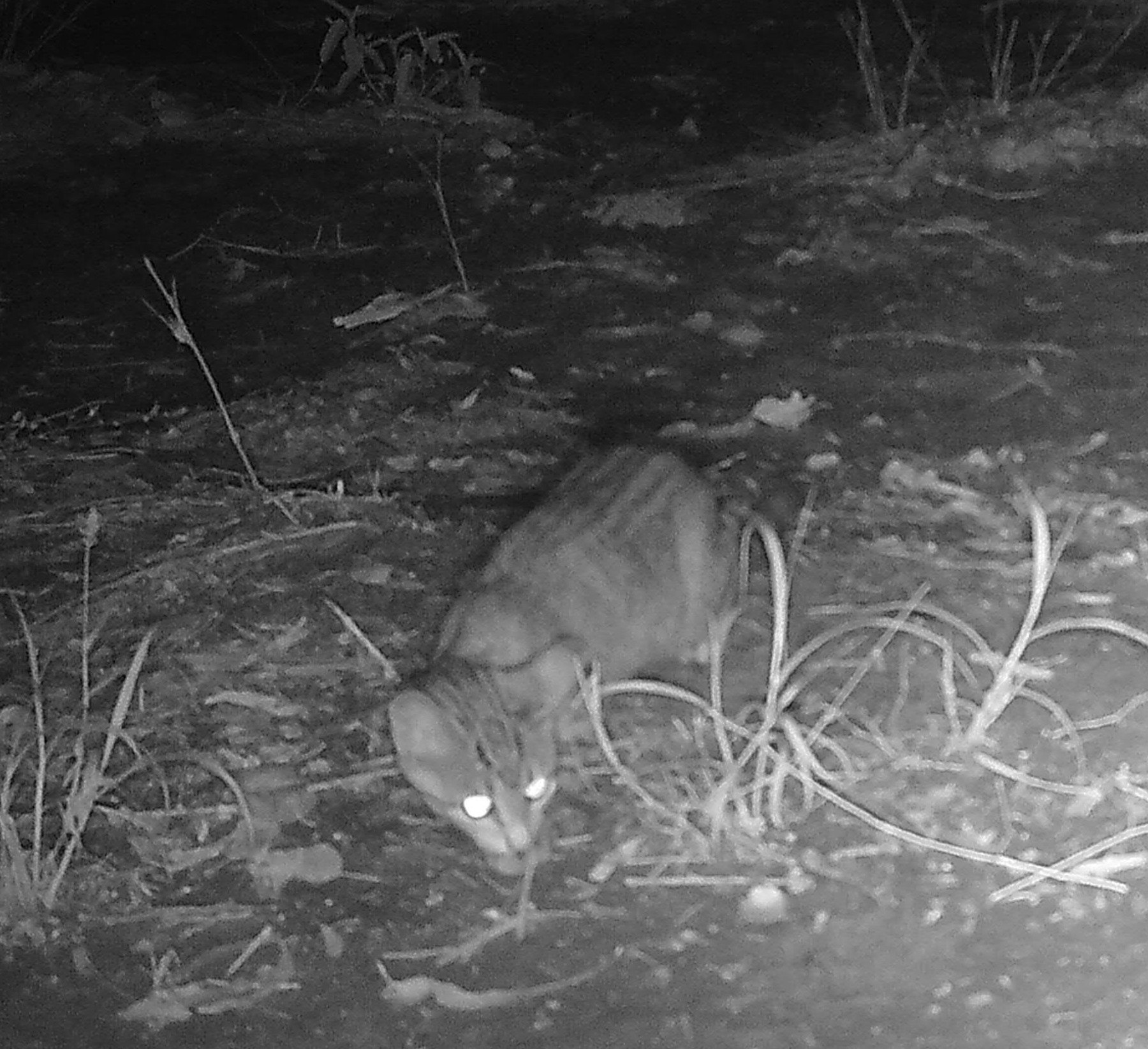 Pest Animals Western Downs Regional Council