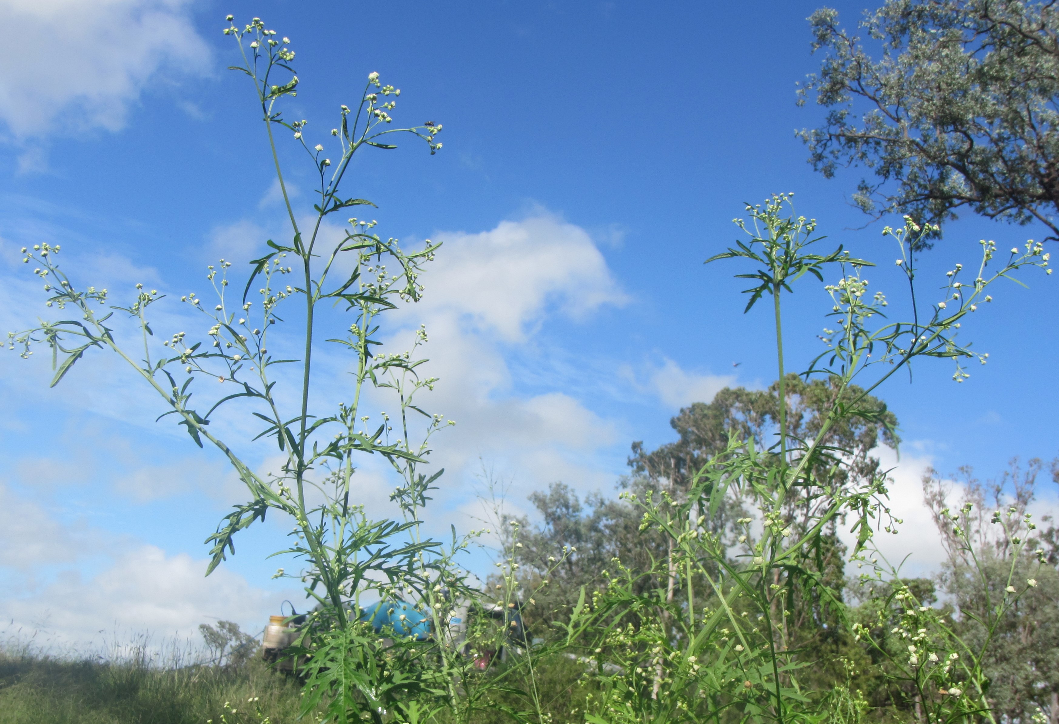 Pest Weeds Western Downs Regional Council