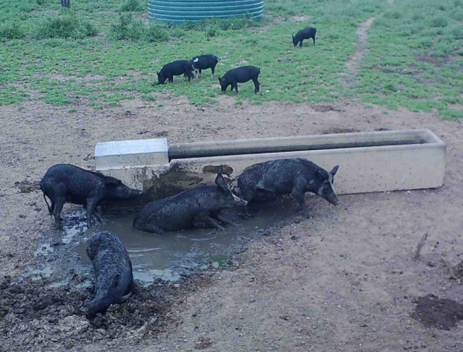 Pest Animals Western Downs Regional Council