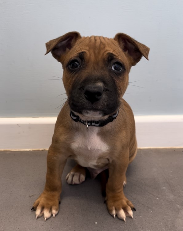 Pound Pets Western Downs Regional Council