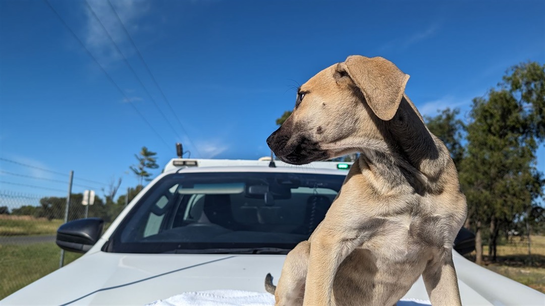 Animal Control Western Downs Regional Council