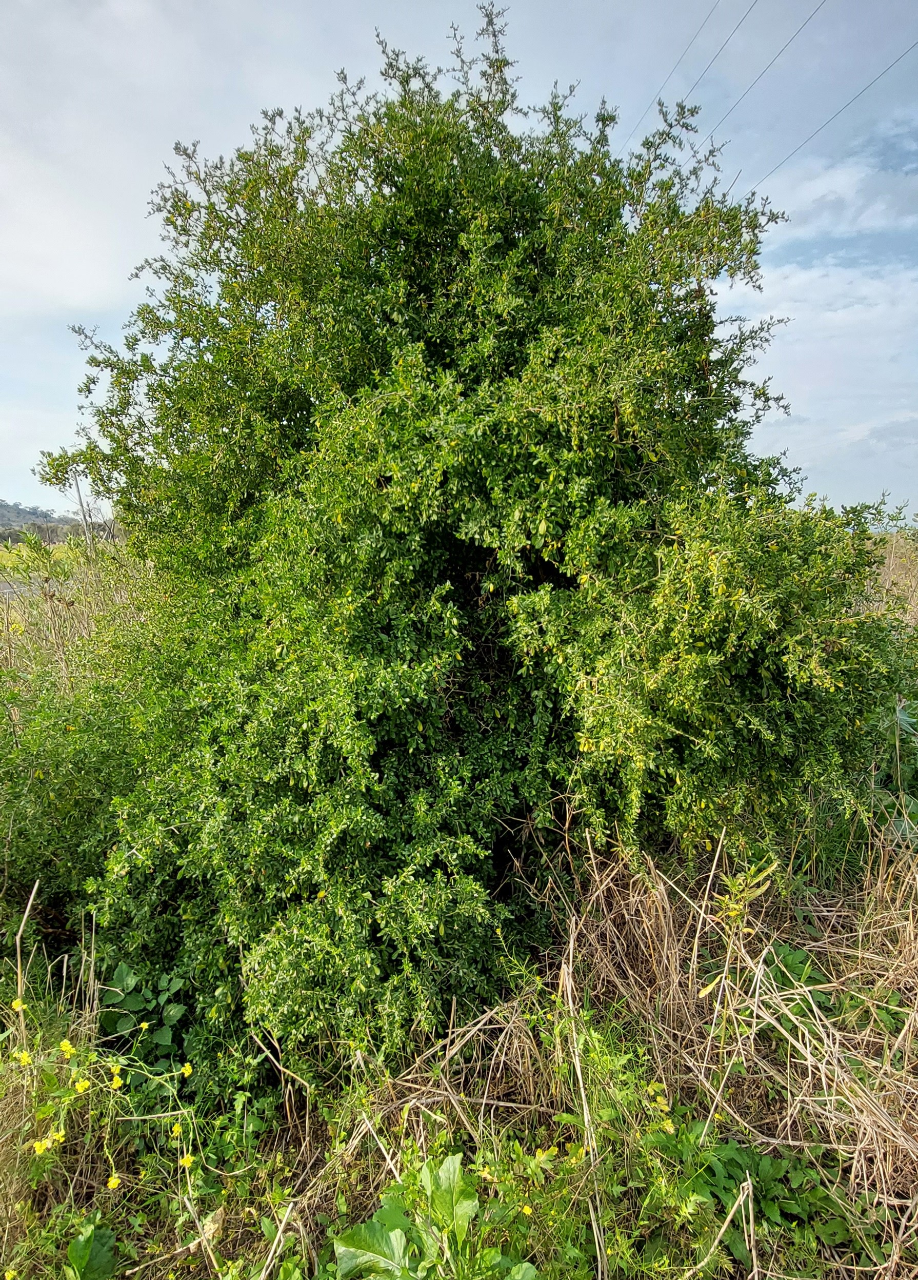 Pest Weeds Western Downs Regional Council