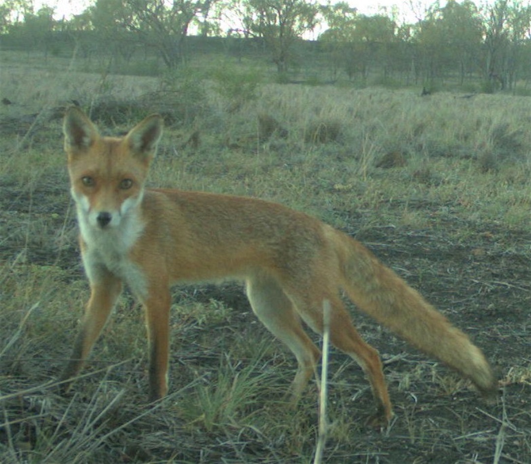 Pest Animals Western Downs Regional Council