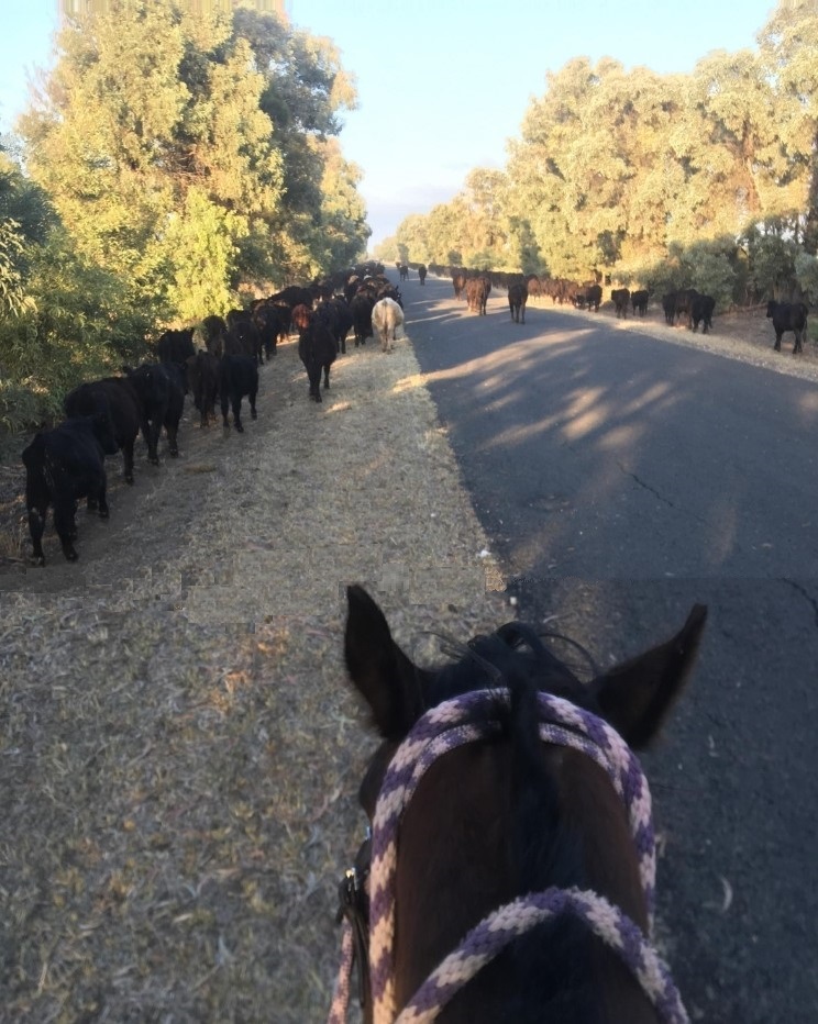Stock Routes Western Downs Regional Council