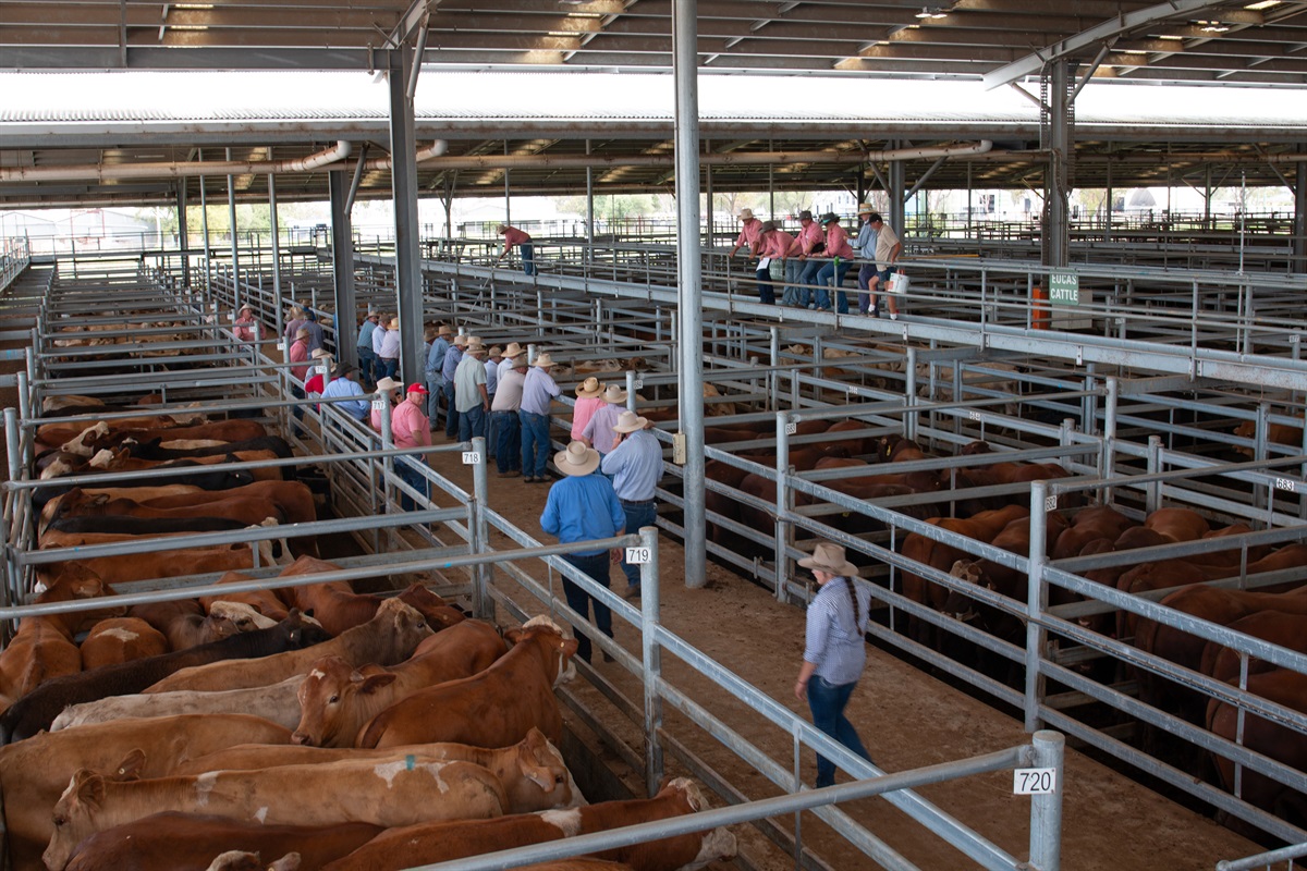 Record Sale Hits Dalby Regional Saleyards | Mirage News