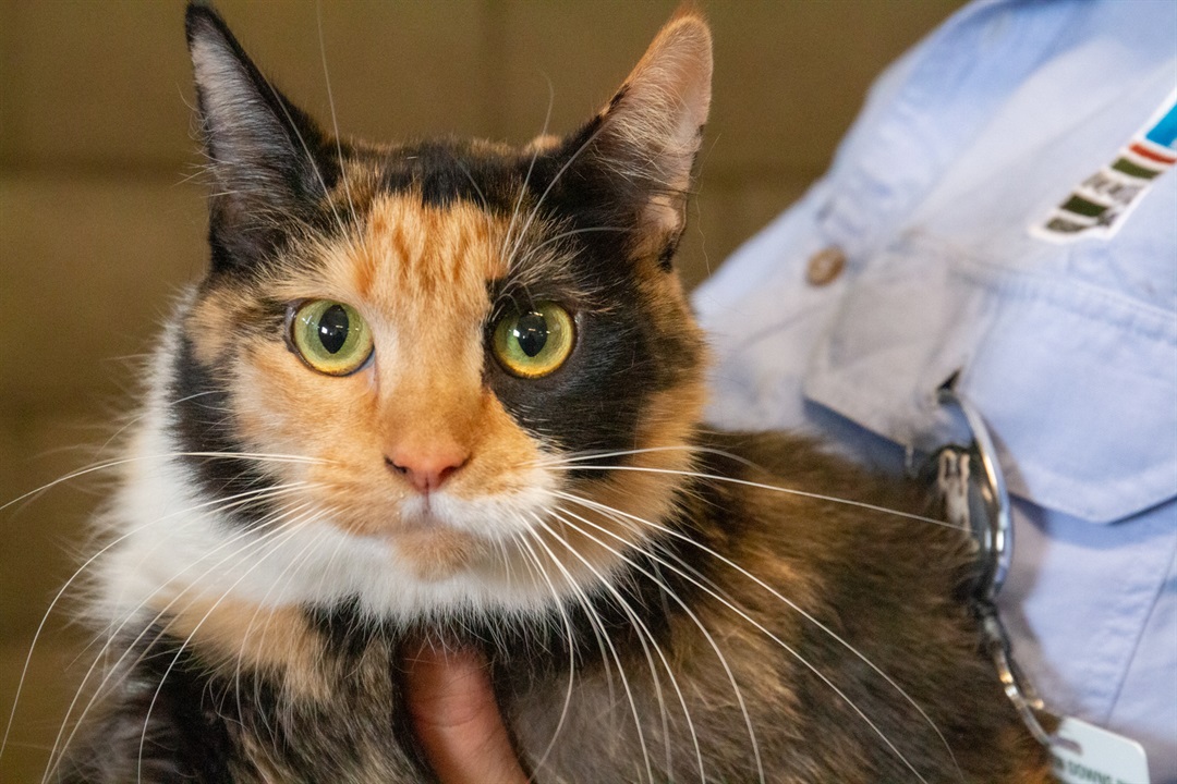 Adopt a Pound Pet Western Downs Regional Council